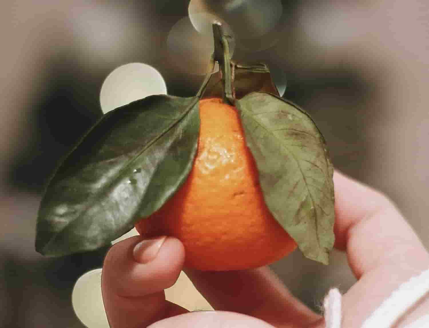 The 37 Best Smelling Essential Oils Of All Time, Ranked